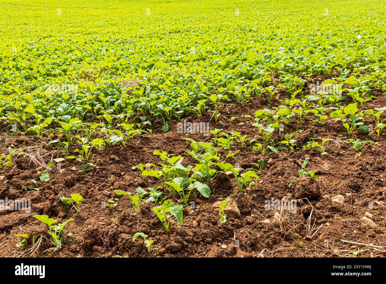 Upper swell cotswold hills cotswolds hi-res stock photography and ...