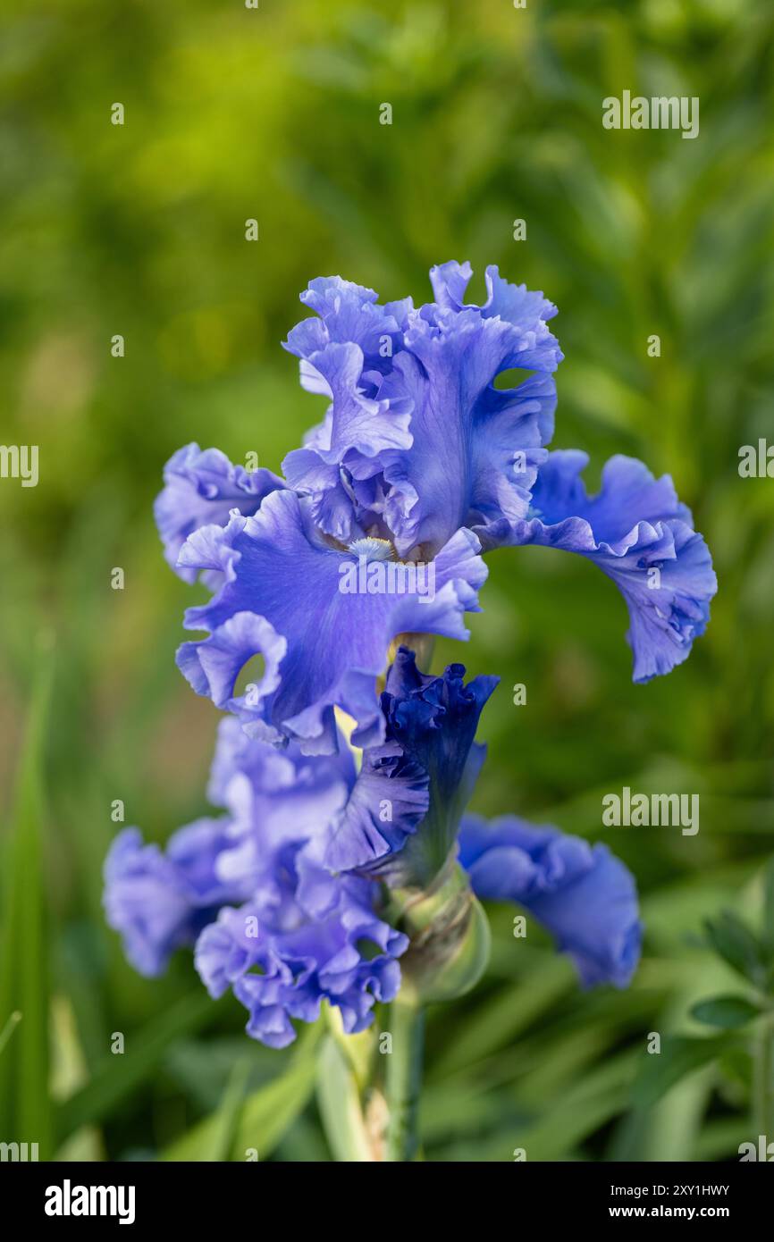 Iris 'BALTIC SEA' is a Tall Bearded Iris with blue flowers Stock Photo ...