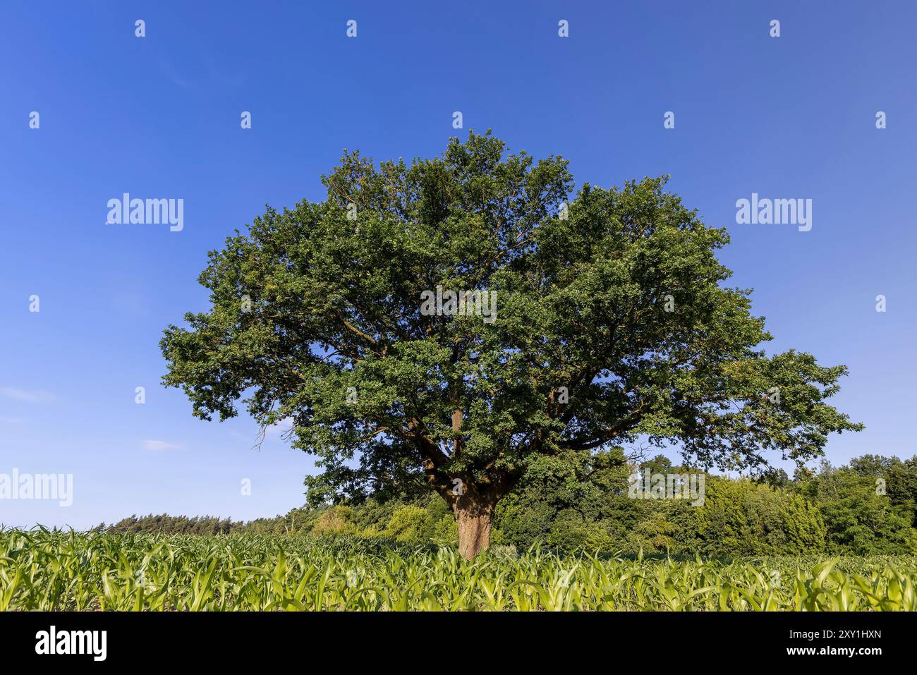 one high oak in the summer in a field, a green one oak in green corn on ...