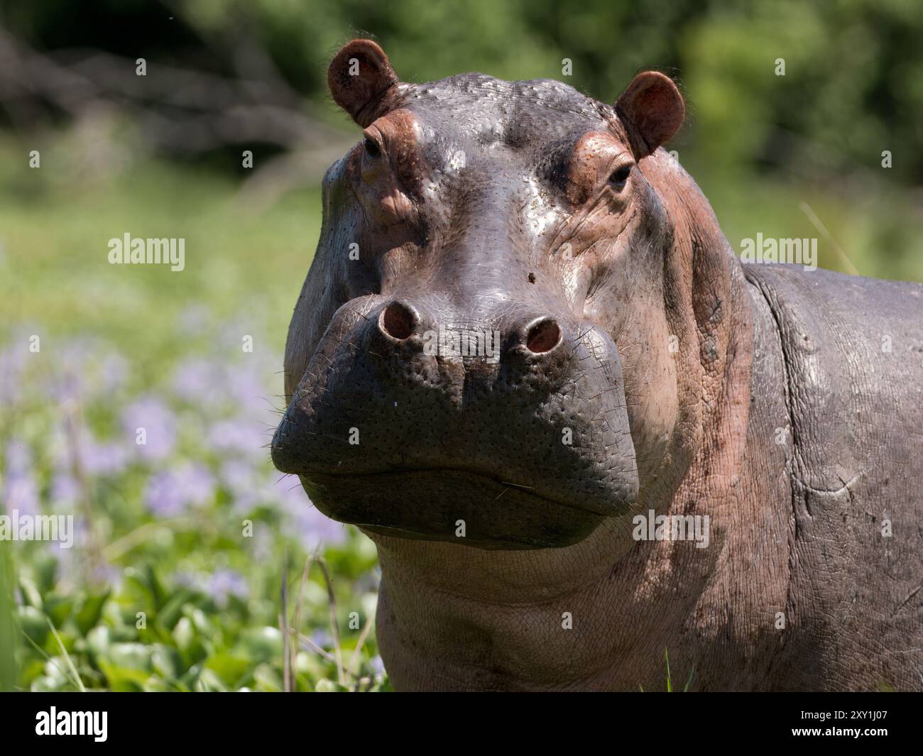 Hippopotamus (Hippopotamus amphibius) alert, looking, in Nile River ...
