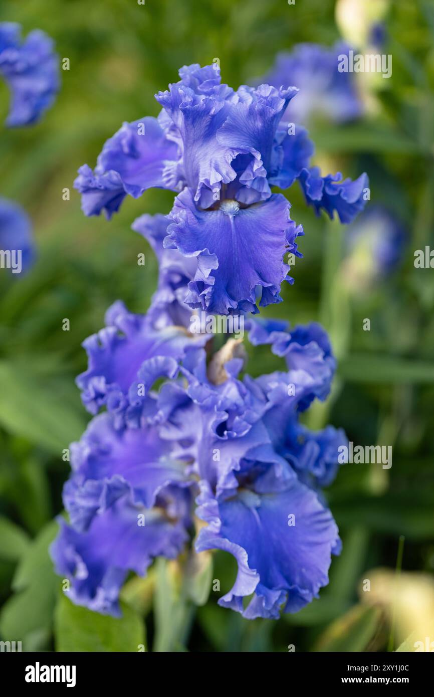 Iris 'BALTIC SEA' is a Tall Bearded Iris with blue flowers Stock Photo ...
