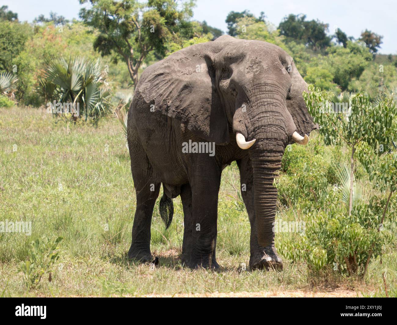 African elephant (Loxodonta africana) Murchison Falls National Park ...