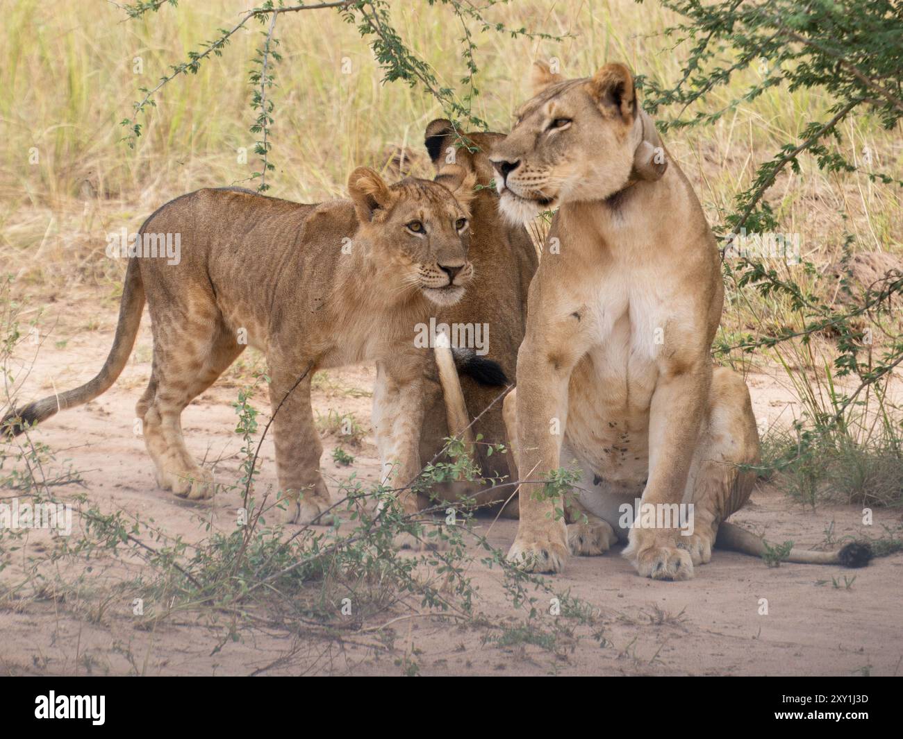 African lion (Panthera leo) Female, with tracking collar and 2 cubs ...
