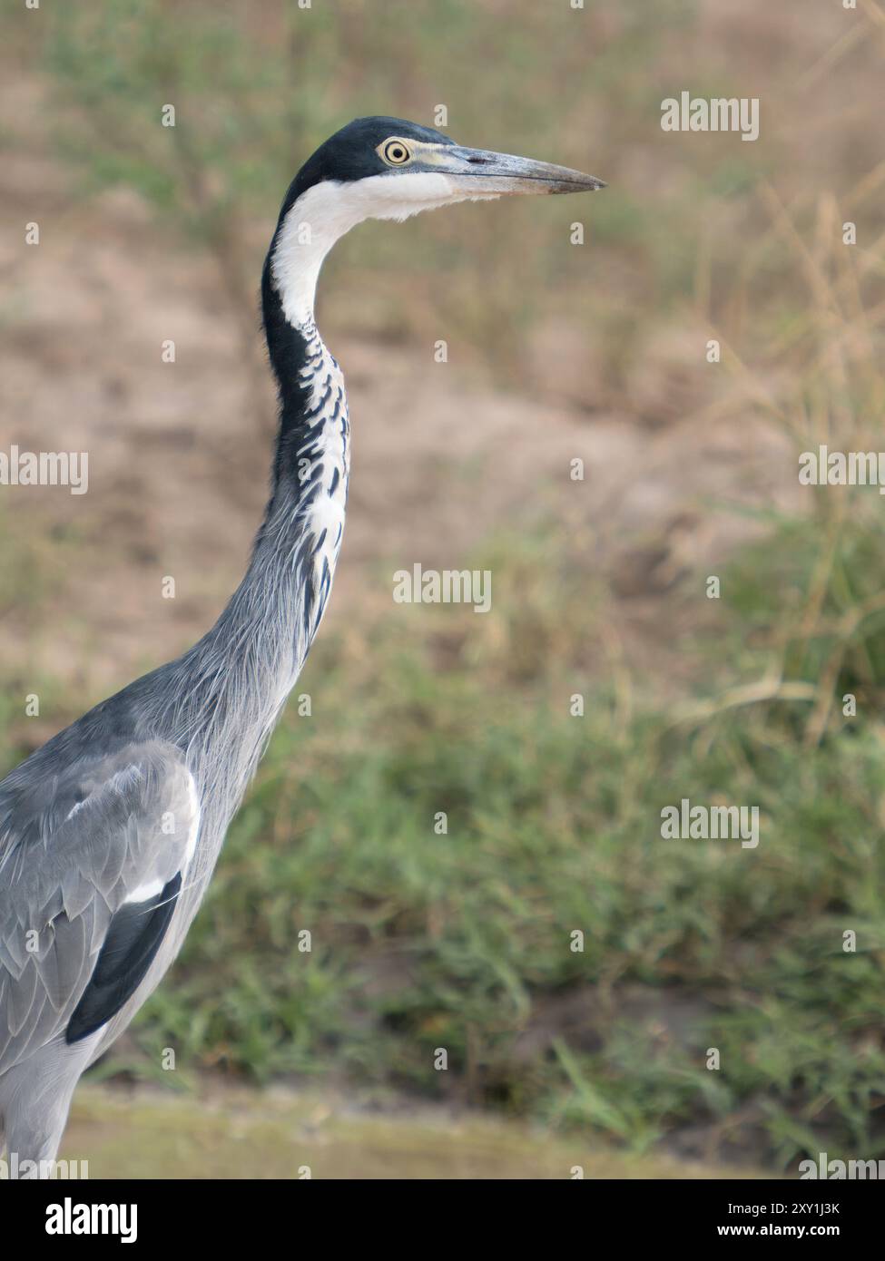 Black Headed Heron (Ardea melanocephala) standing in pool, Murchison ...