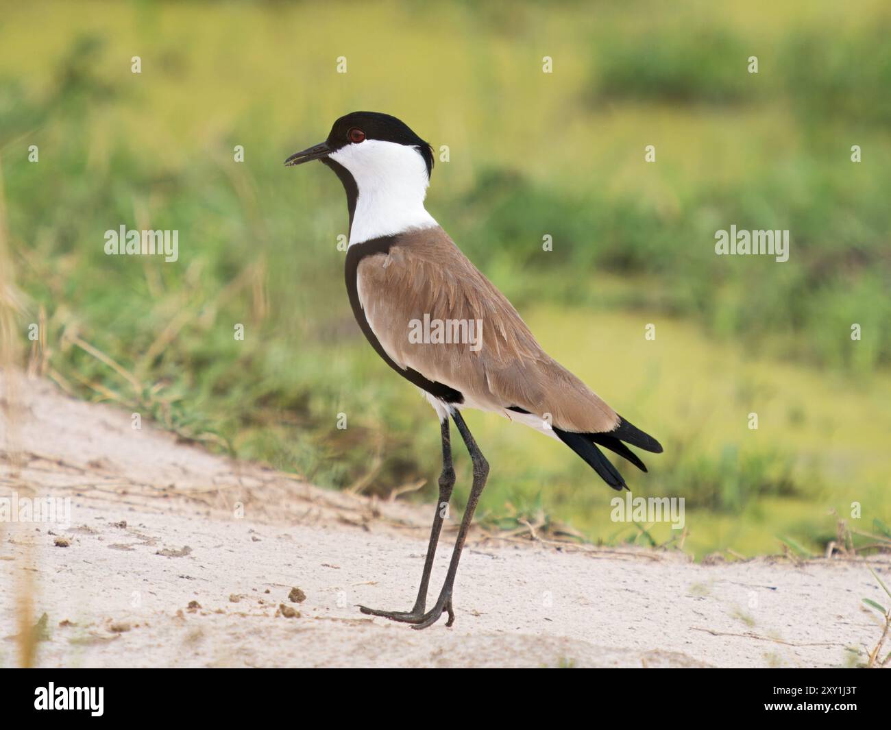 Spur Winged Plover (Vanellus spinosus) Murchison Falls National Park ...