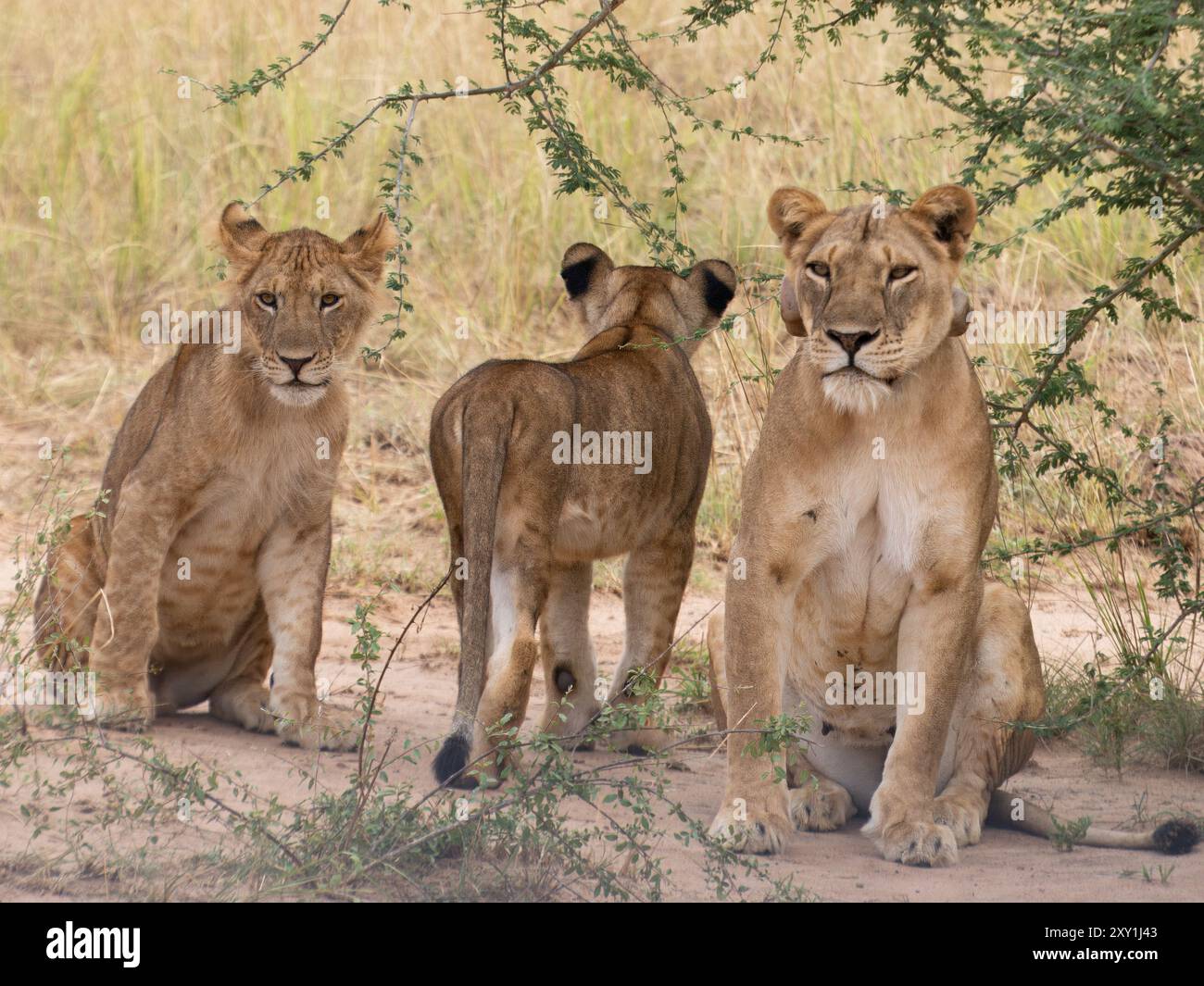 African lion (Panthera leo) Female, with tracking collar and 2 cubs ...