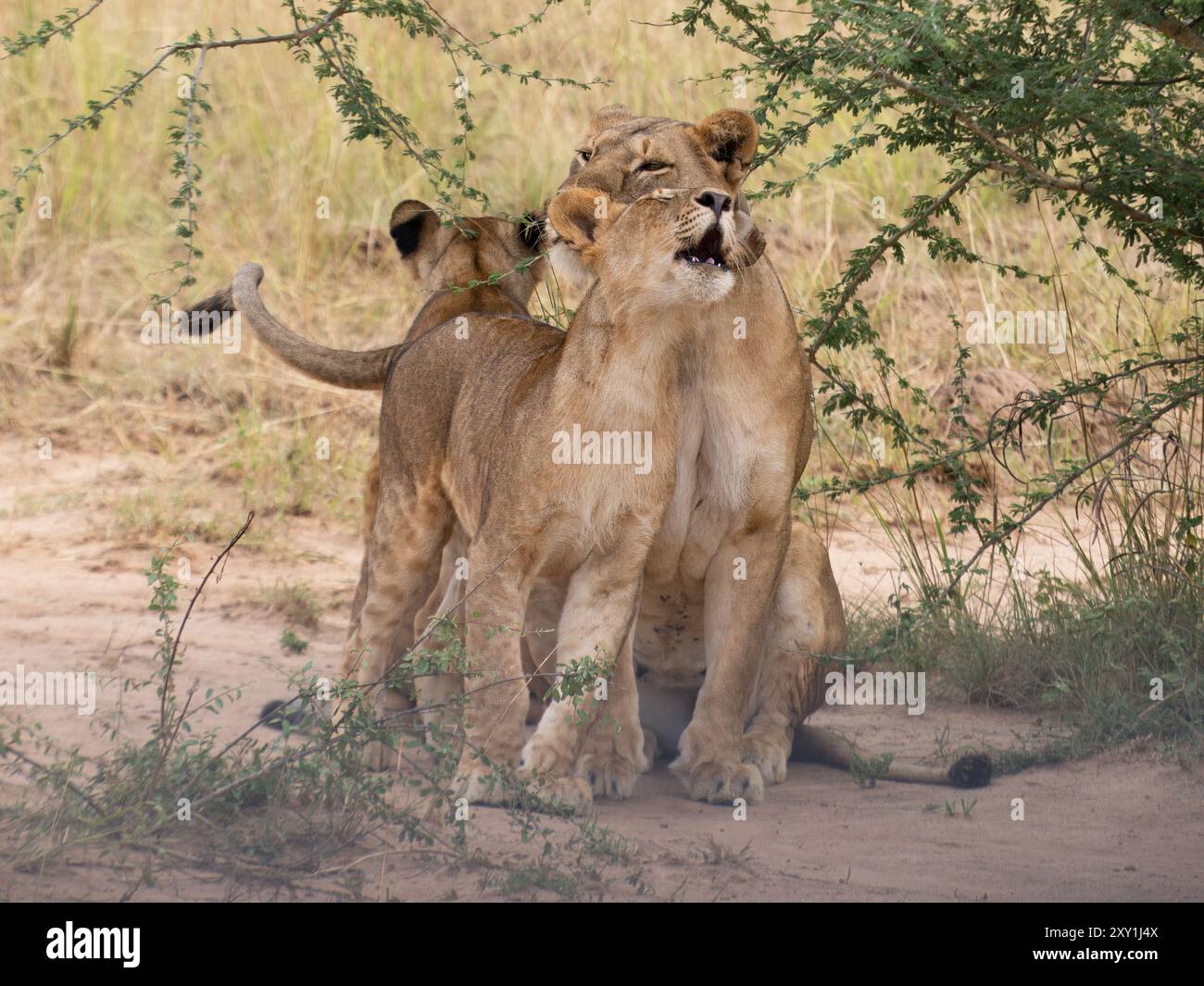 African lion (Panthera leo) Female, with tracking collar and 2 cubs ...