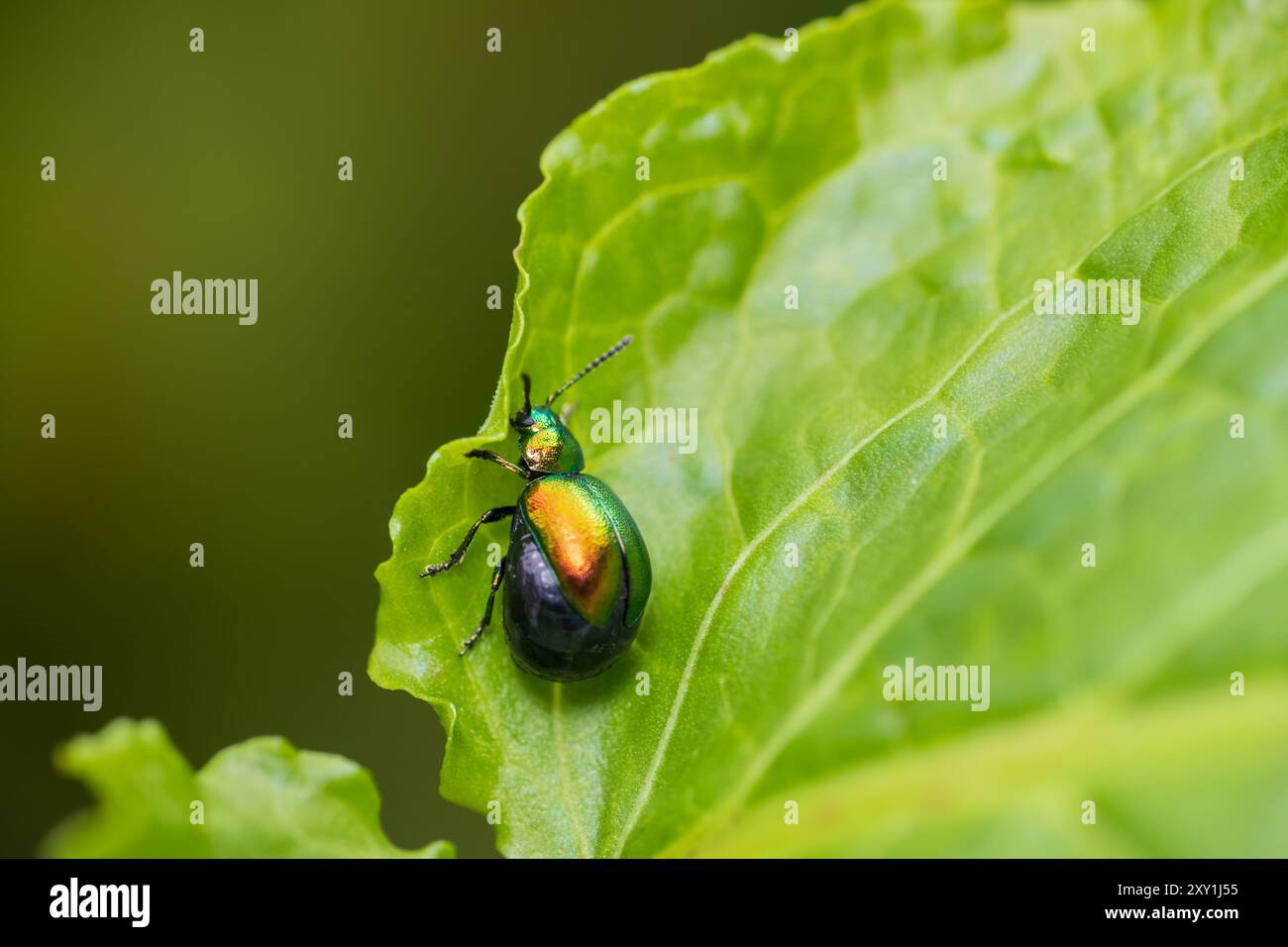 Green dock beetle, gastrophysa viridula insect sitting on leaf. Macro ...