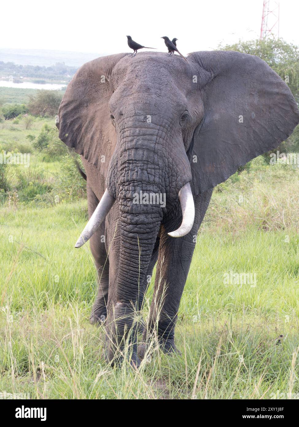 African elephant (Loxodonta africana) with birds on head, Murchison ...