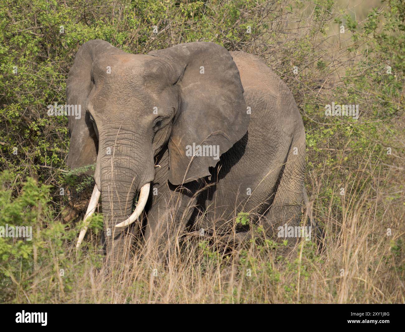 African elephant (Loxodonta africana) Murchison Falls National Park ...