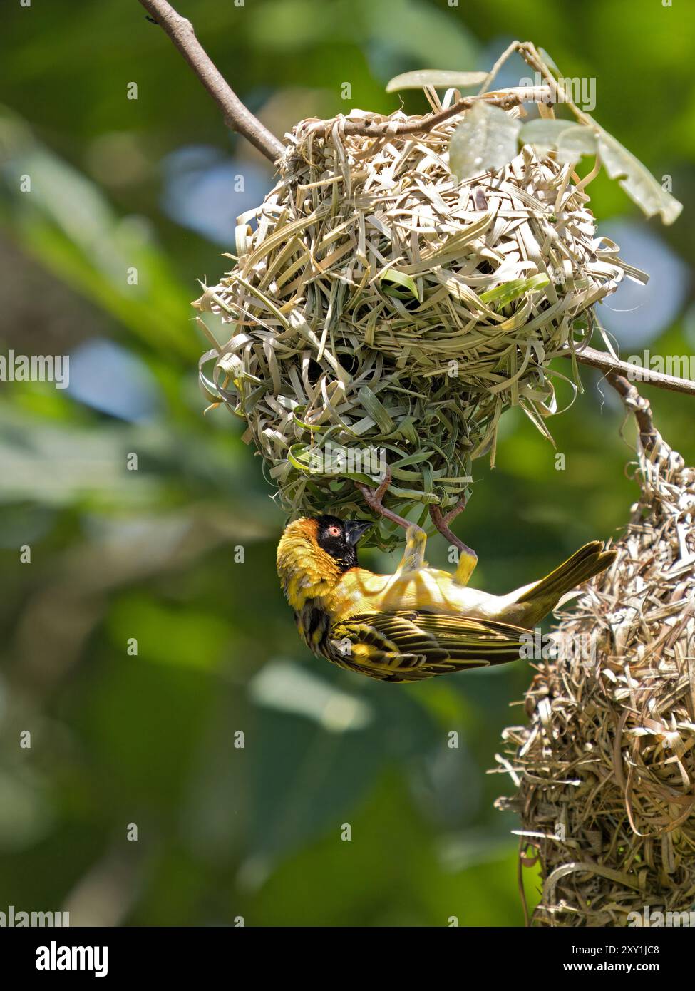 Little Weaver (Ploceus luteolus) on nest, Murchison Falls National Park ...