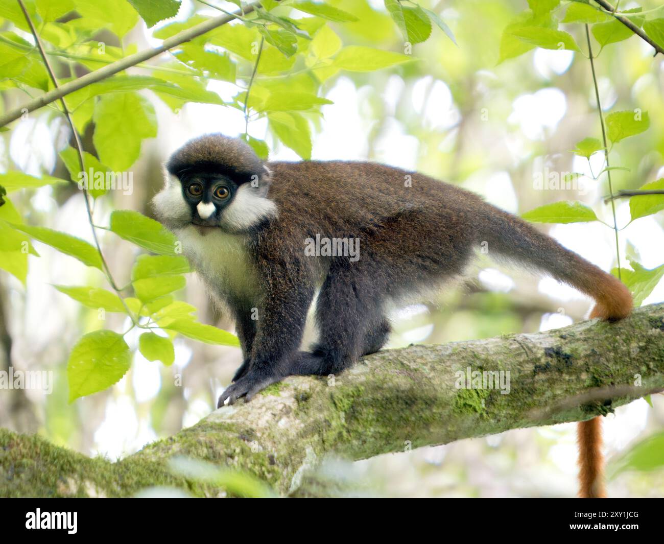 Red Tailed Monkey (Cercopithecus ascanius) in tree canopy, Bigodi ...