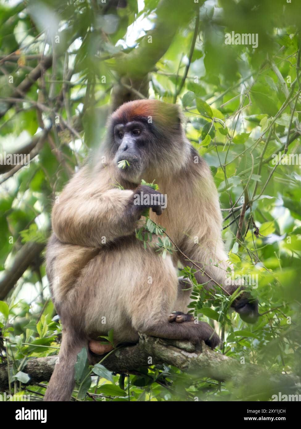 Eastern Red Colobus (Procolobus rufomitratus) male in tree, feeding on ...