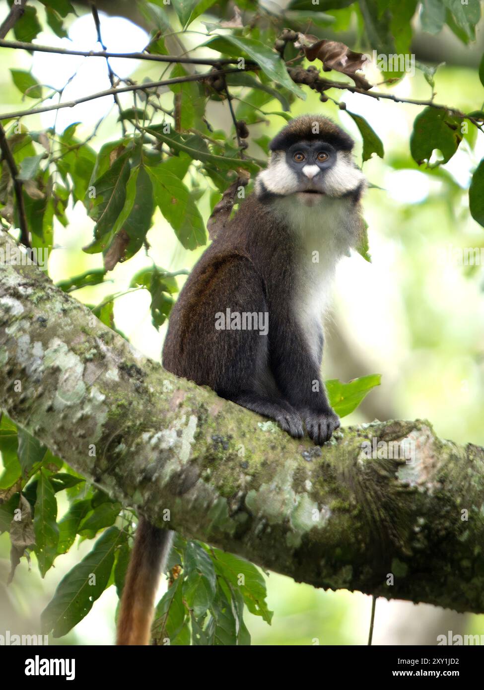 Red Tailed Monkey (Cercopithecus ascanius) in tree canopy, Bigodi ...