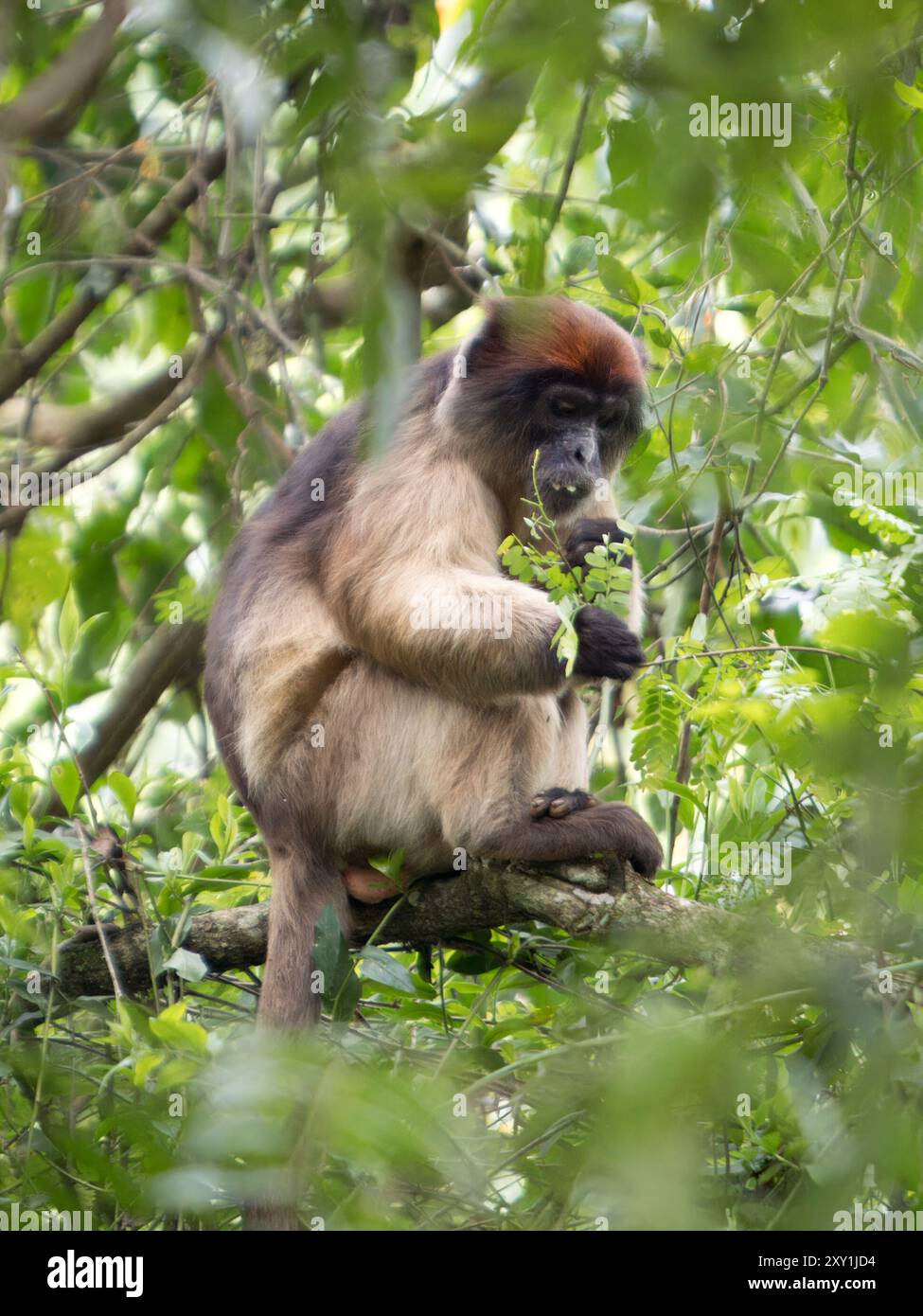 Eastern Red Colobus (Procolobus rufomitratus) male in tree, feeding on ...
