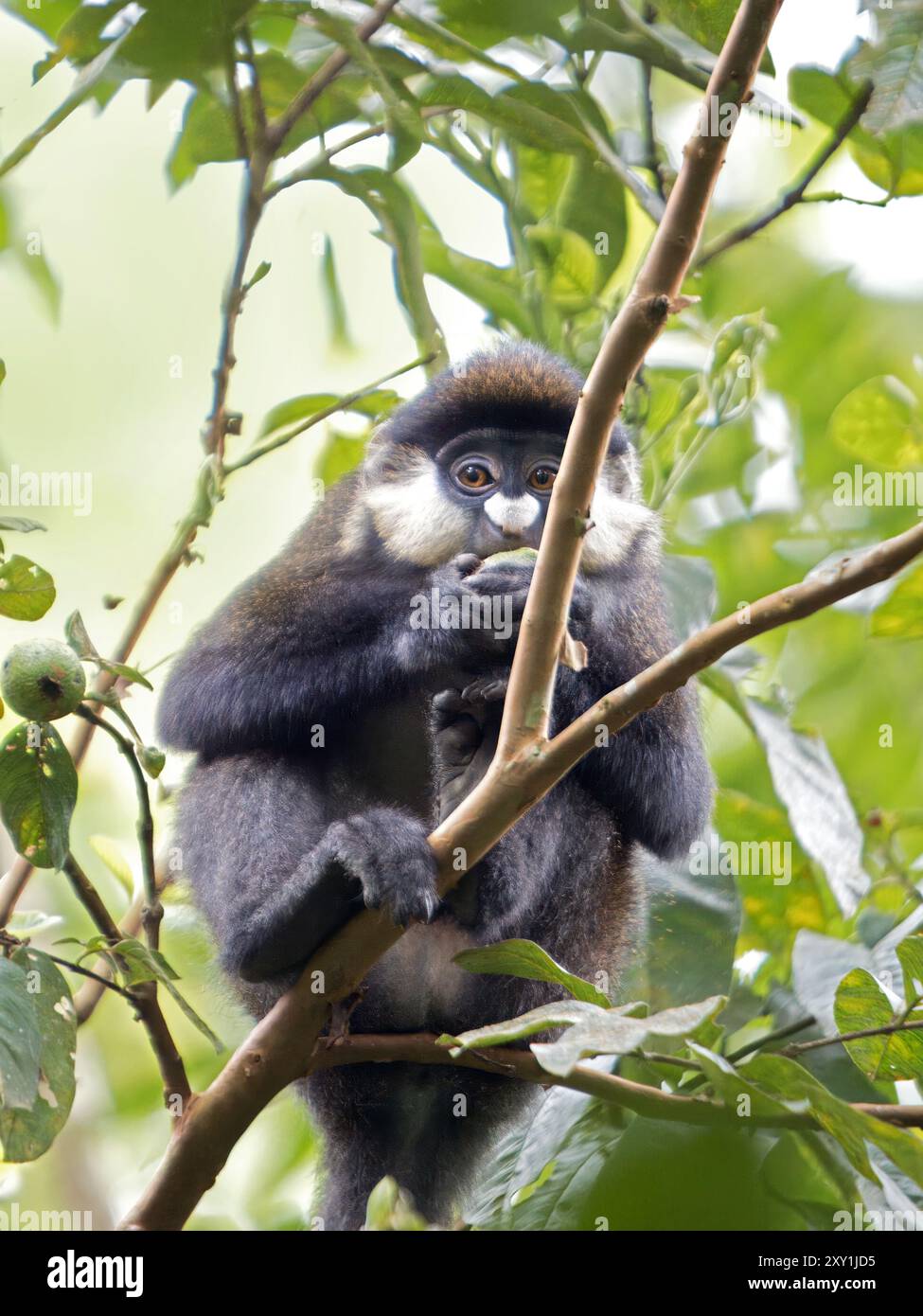 Red Tailed Monkey (Cercopithecus ascanius) in tree canopy, Bigodi ...