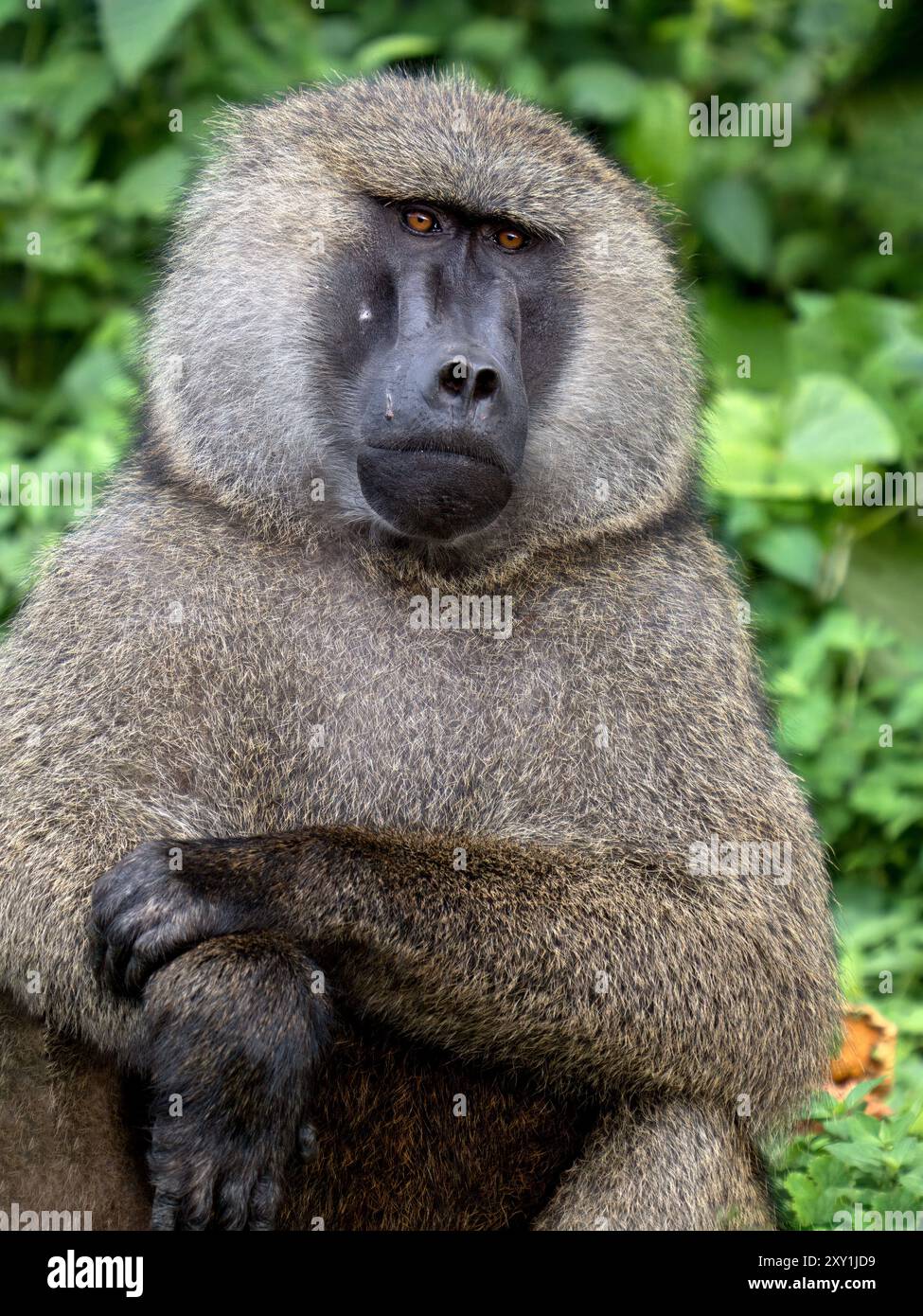 Olive Baboon Male