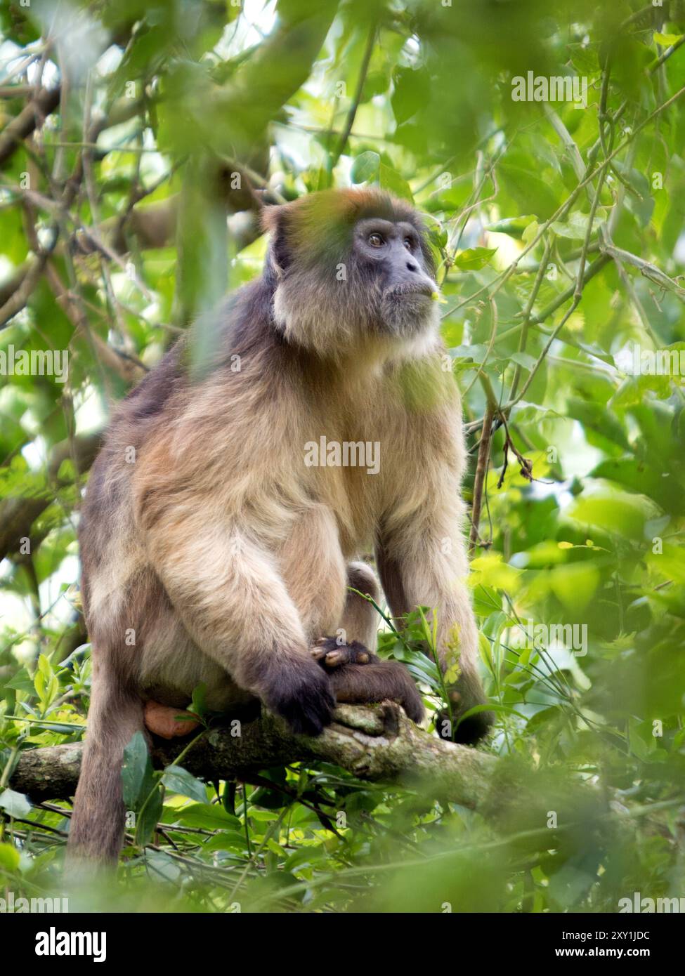 Eastern Red Colobus (Procolobus rufomitratus) male in tree, feeding on ...