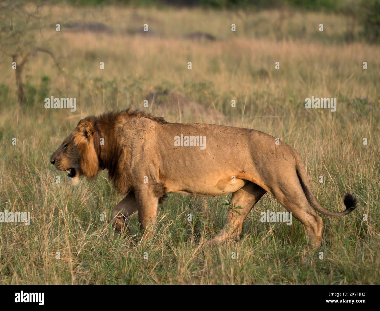 African lion (Panthera leo) male walking, Queen Elizabeth National Park ...