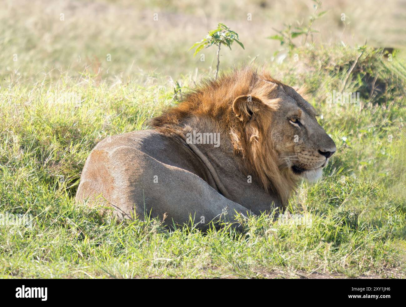 African lion (Panthera leo) Male laying in grassland, Queen Elizabeth ...