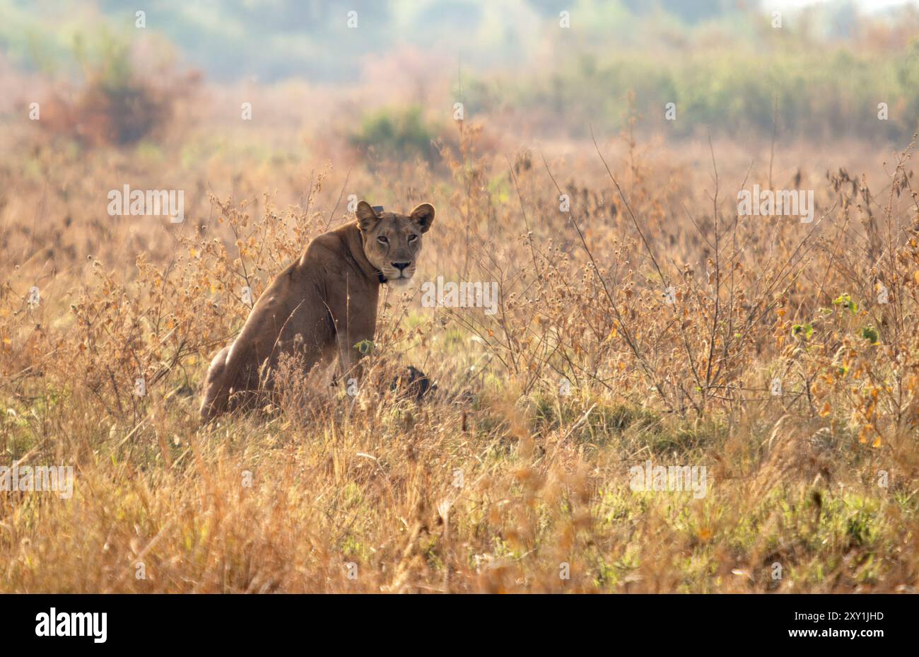 African lion (Panthera leo) Female sitting in grassland, Queen ...