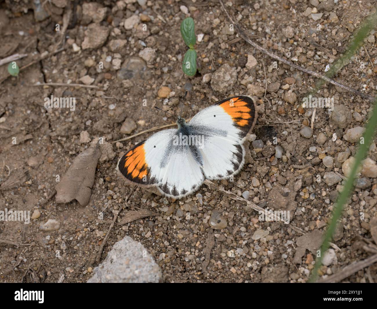 Colotis hi-res stock photography and images - Alamy