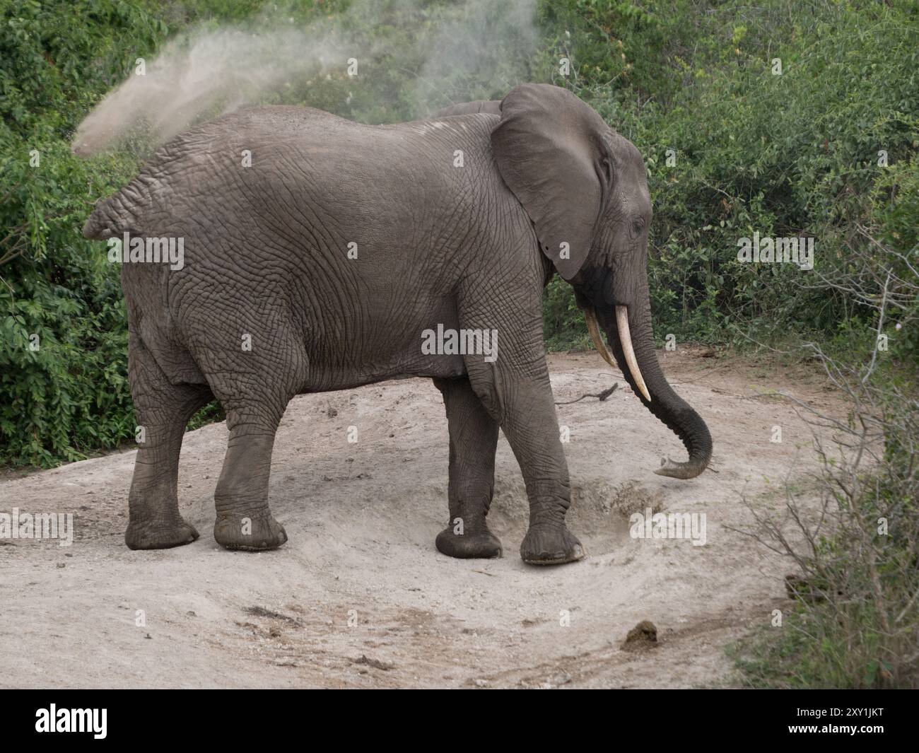 African elephant having dust hi-res stock photography and images - Alamy
