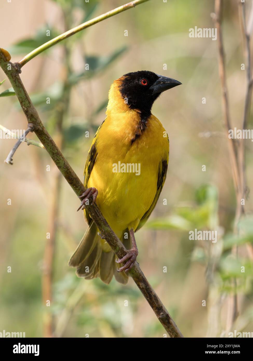 African masked-weavers ( Ploceus velatus), perched on branch, Queen ...