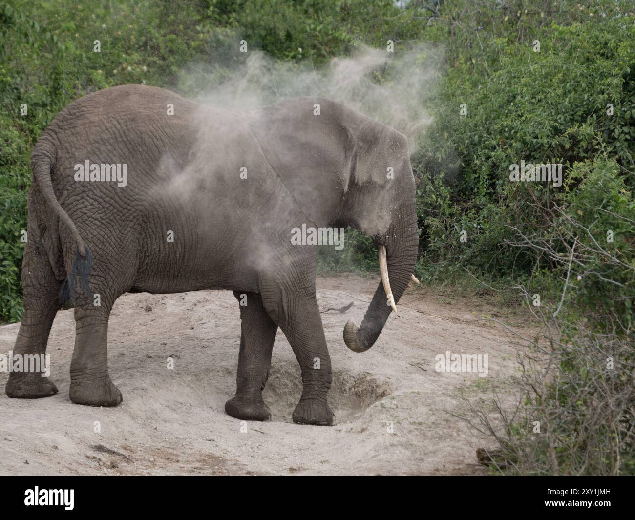 African elephant (Loxodonta africana) having a dust bath, Queen ...