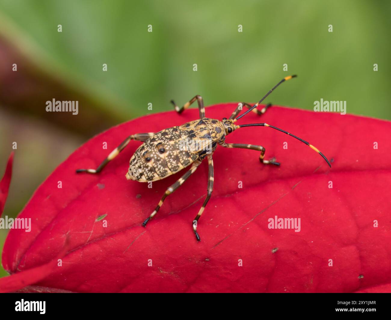 Shield Bug (Hemiptera sp.) on red leaf, Queen Elizabeth National Park ...