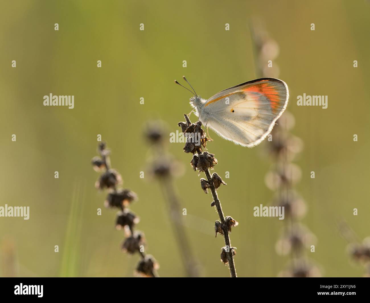 Colotis hi-res stock photography and images - Alamy