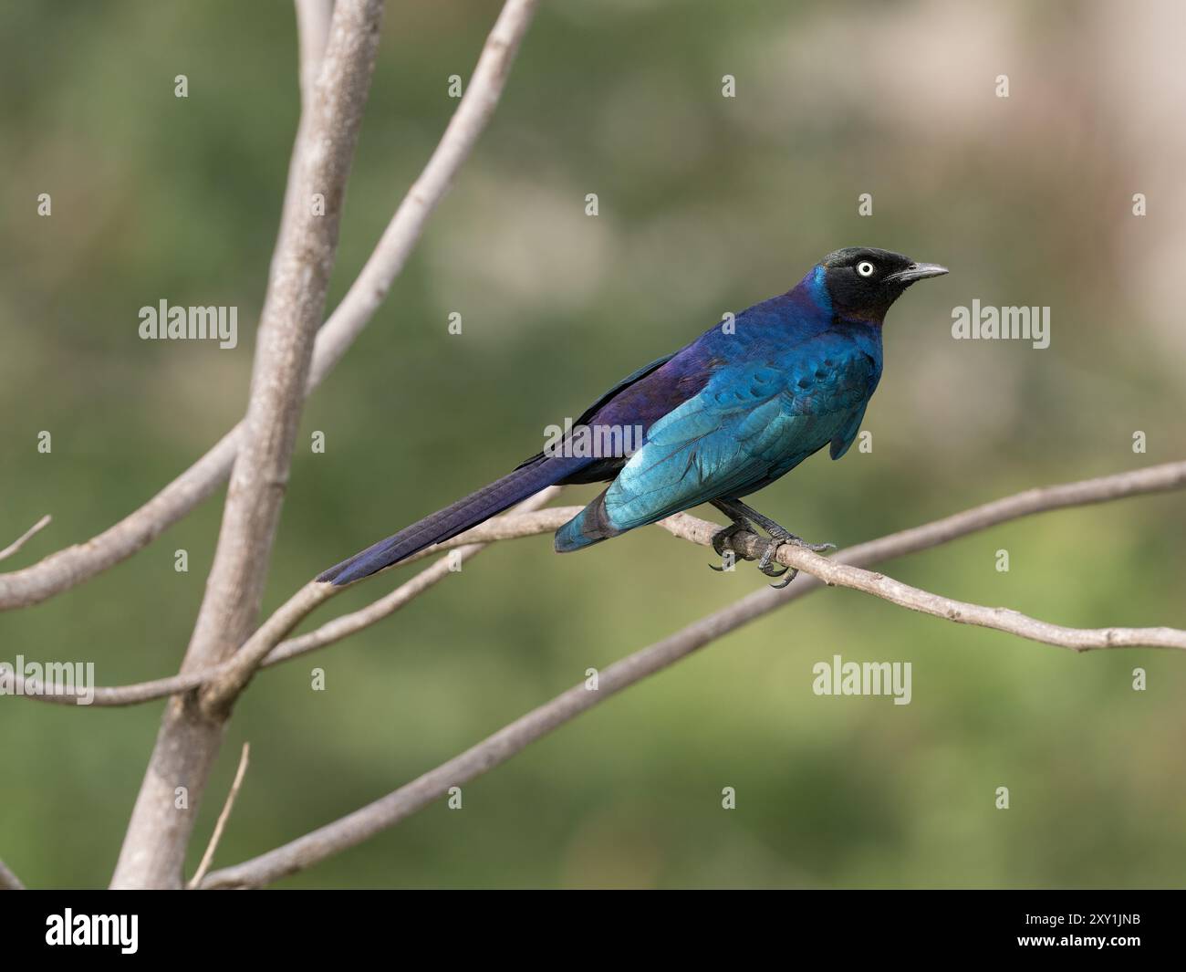 Meves's Starling or Long Tailed Starling (Lamprotornis mevesii), Queen ...