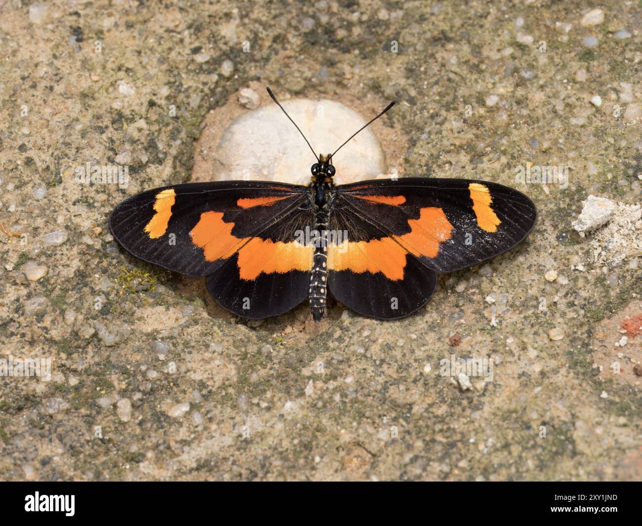Nymphalidae Butterfly (Acraea alicia) wings open on ground, Queen ...