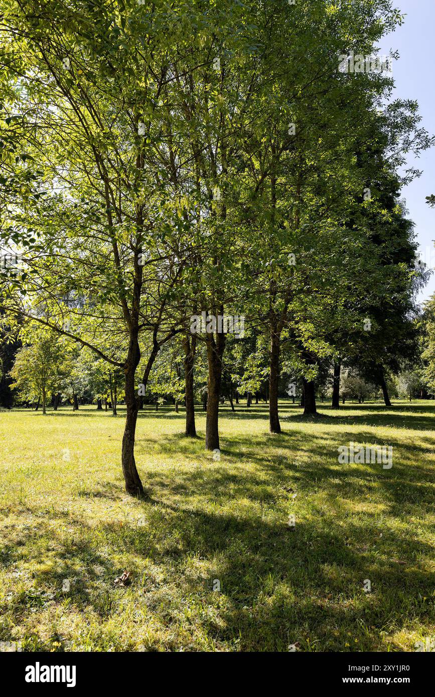 trees of different types growing in the park, different deciduous trees ...