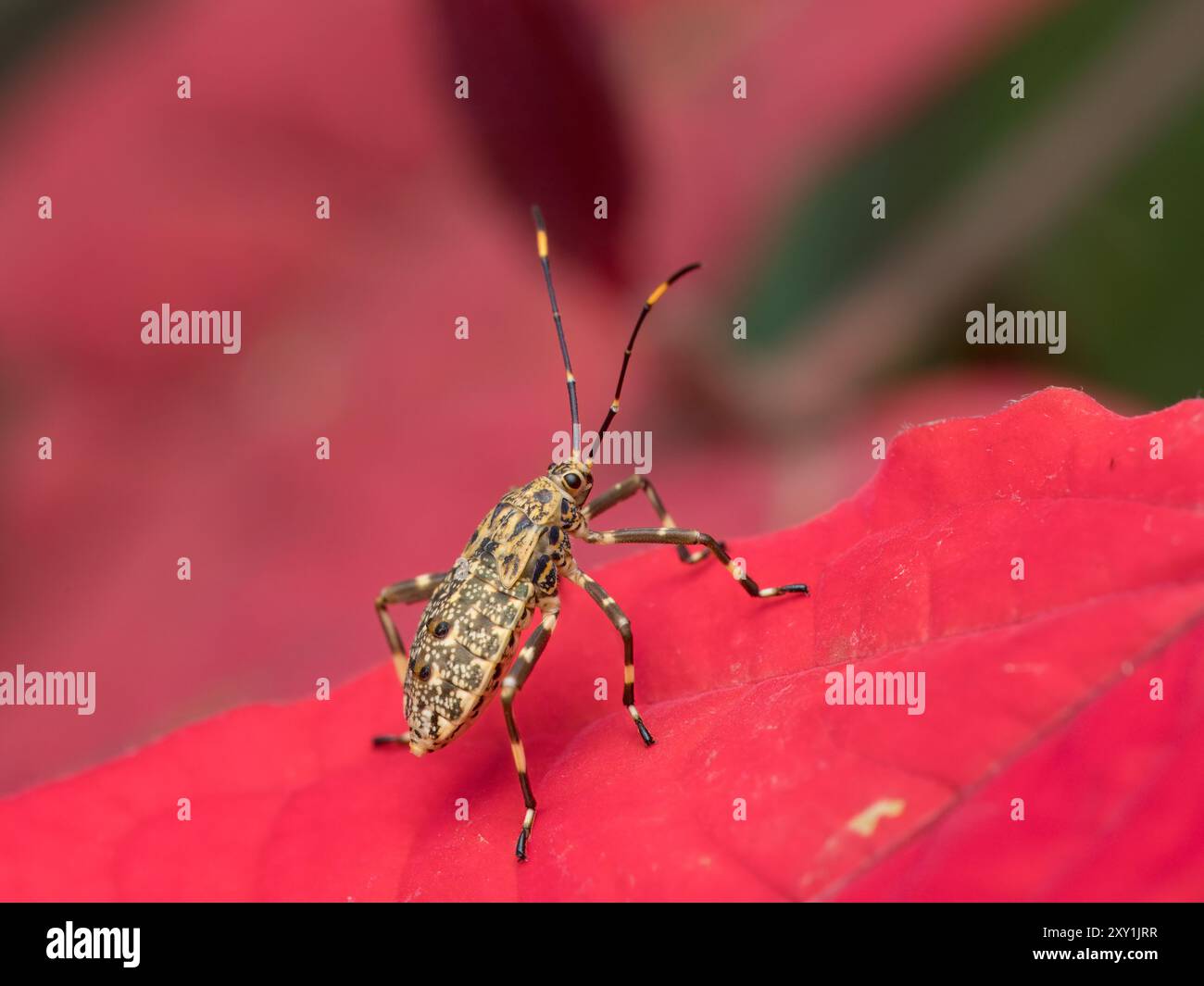 Shield Bug (Hemiptera sp.) on red leaf, Queen Elizabeth National Park ...