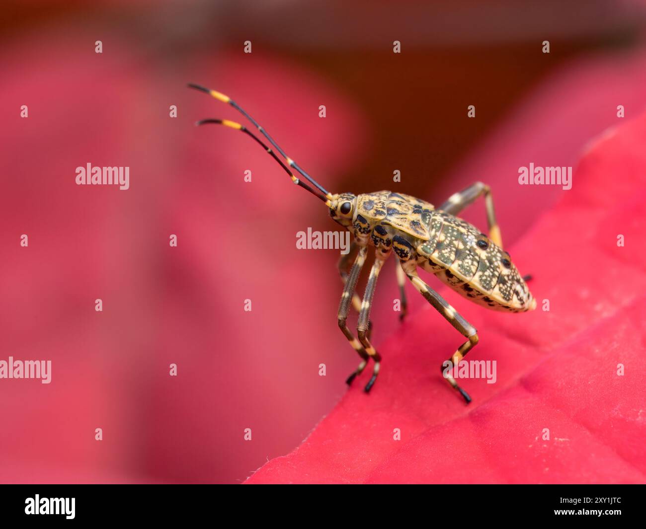 Shield Bug (Hemiptera sp.) on red leaf, Queen Elizabeth National Park ...
