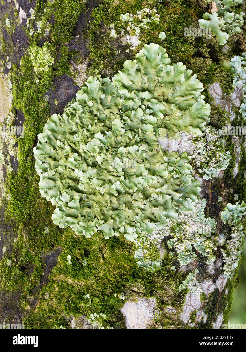 Lichen (Crustose sp), on tree trunk, Rwenzori Mountains, Uganda Stock ...