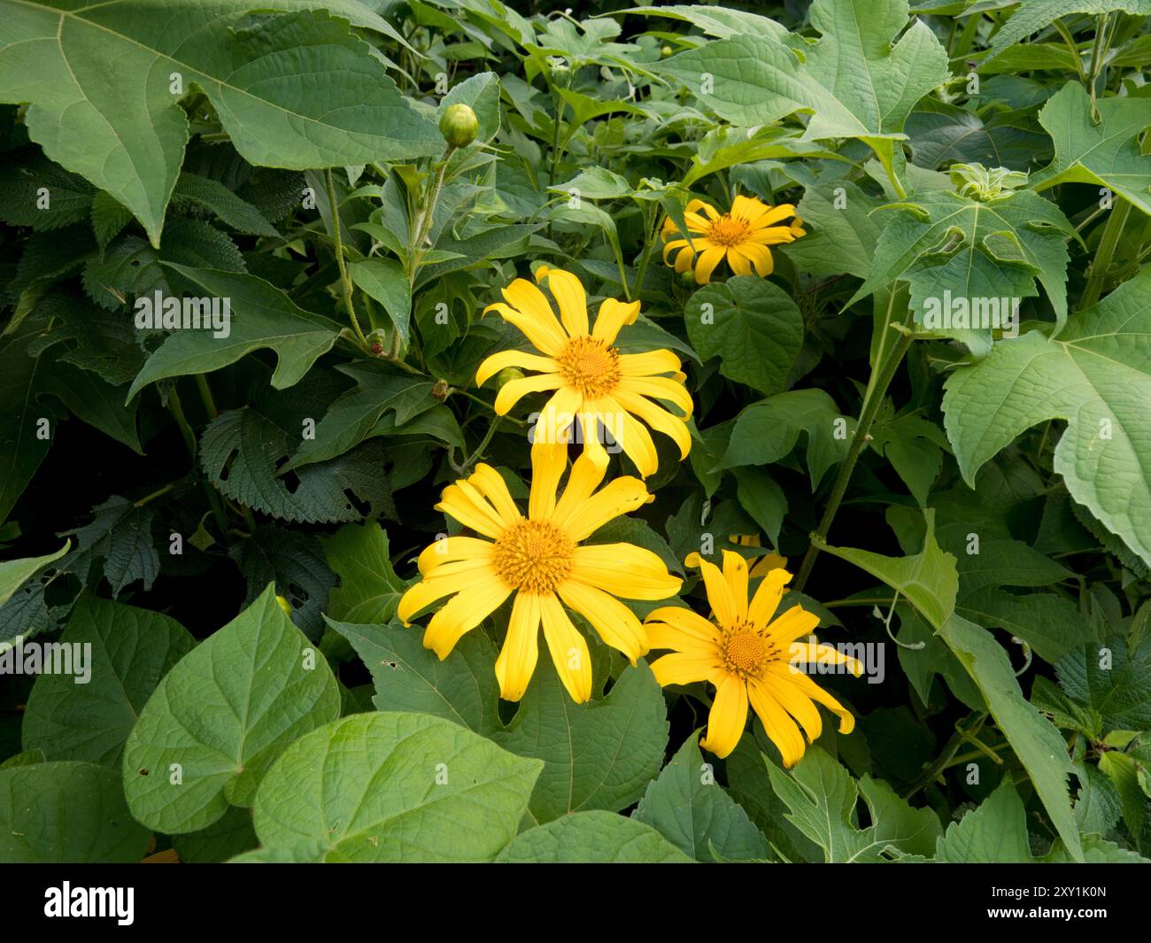 Uganda flower hi-res stock photography and images - Alamy