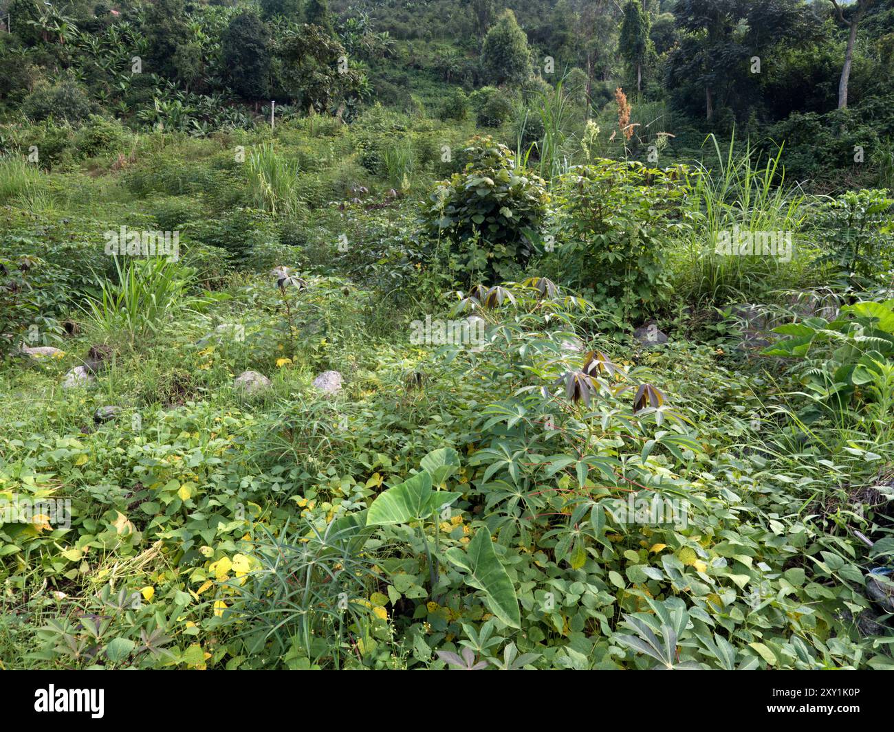 Vegetation on mountains hi-res stock photography and images - Alamy