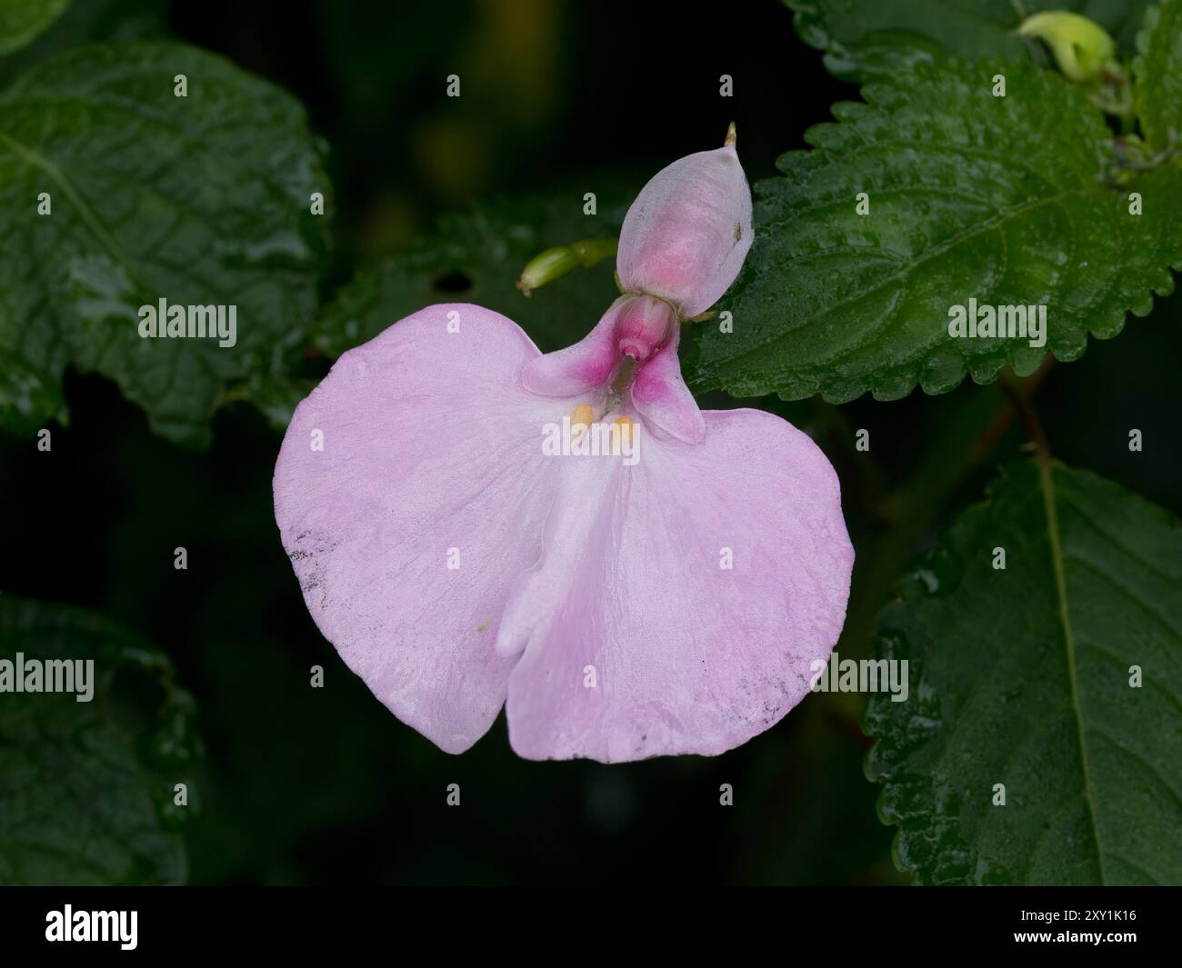 Orchid Flower (Impatiens sp) Rwenzori Mountains, Uganda Stock Photo - Alamy
