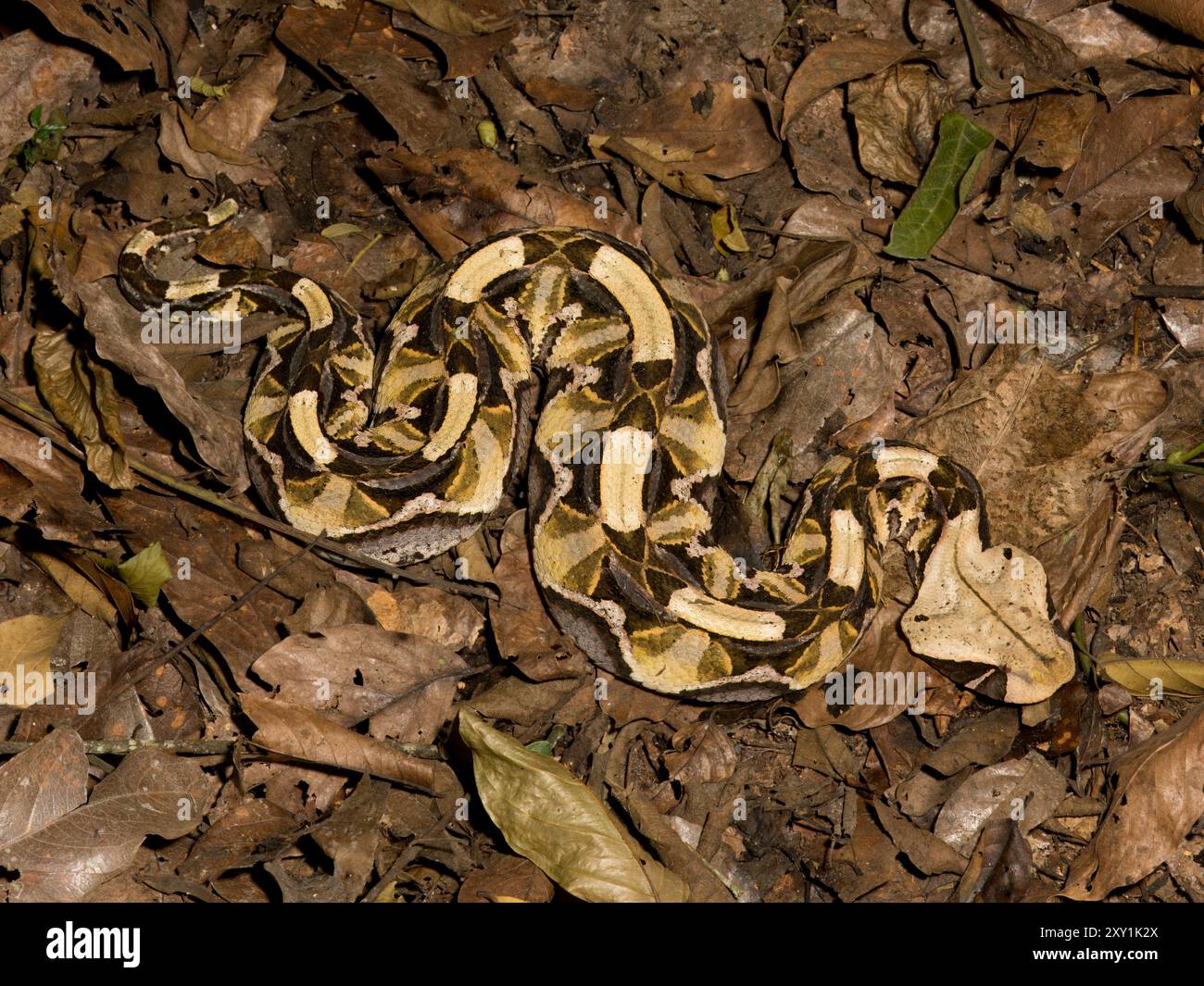 Gaboon Viper Snake (Bitis gabonica) camouflaged on forest floor ...