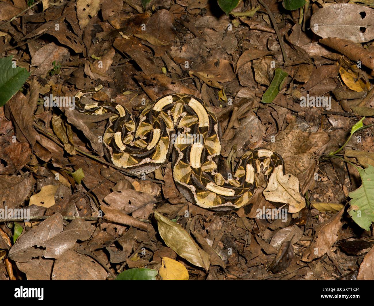 Gaboon Viper Snake (Bitis gabonica) camouflaged on forest floor ...