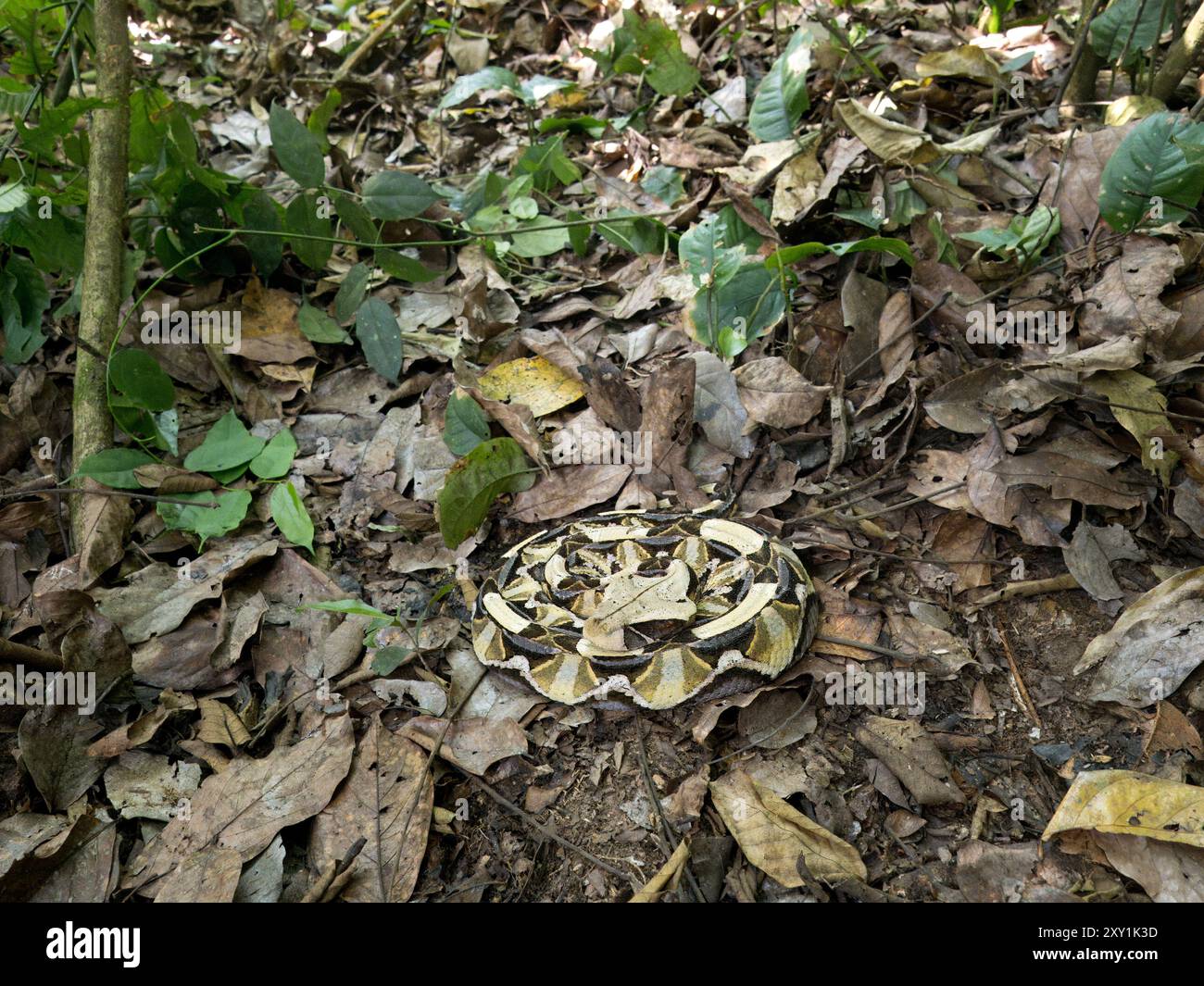 Gaboon Viper Snake (Bitis gabonica) camouflaged on forest floor ...