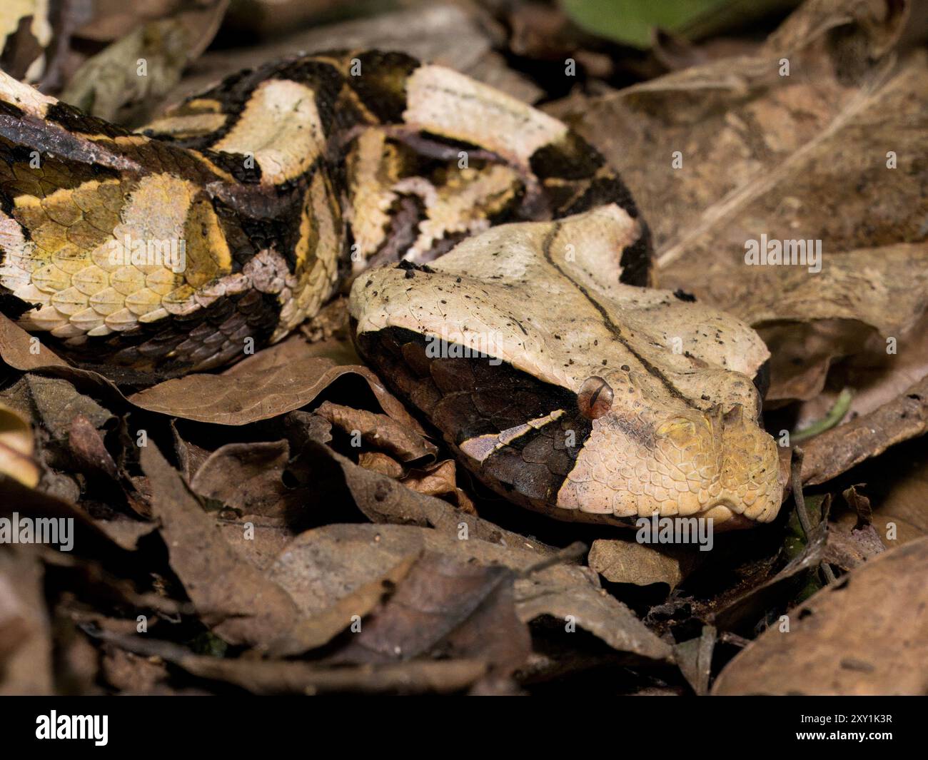 Gaboon Viper Snake (Bitis gabonica) camouflaged on forest floor ...