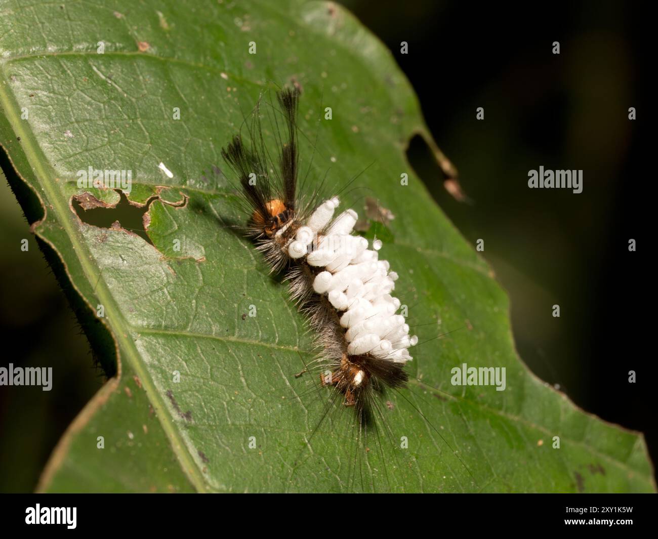 Parasitoid Wasp Pupae on Trabala Caterpillar, Mityana Forest, Uganda ...