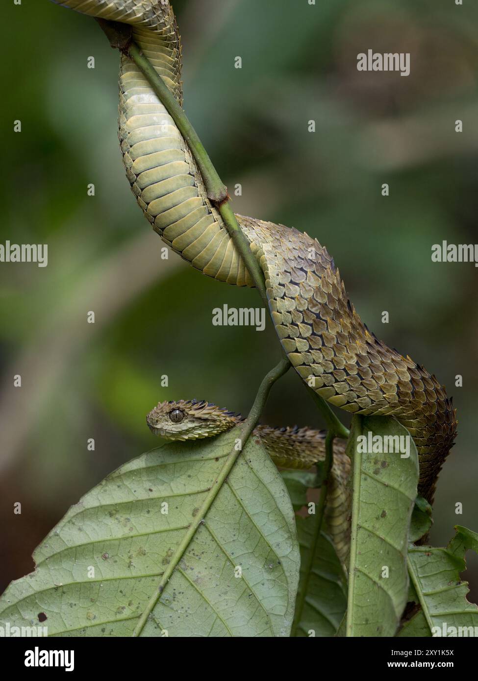 African Hairy Bush Viper Snake (Atheris hispida) on tree branch in ...