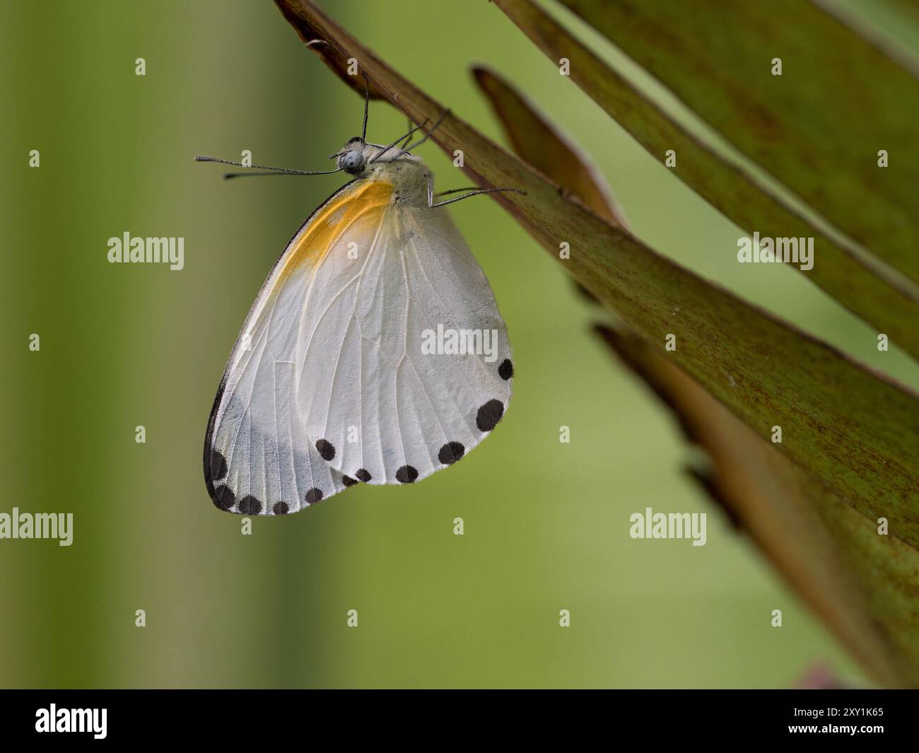 The eastern dotted border hi-res stock photography and images - Alamy