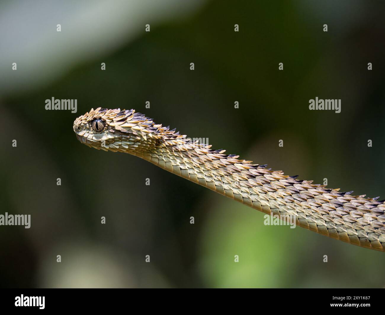 African Hairy Bush Viper Snake (Atheris hispida) on tree branch in ...