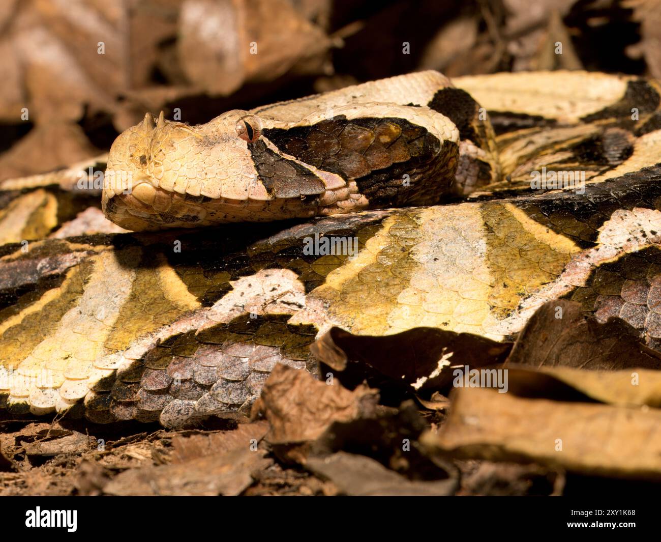 Gaboon Viper Snake (Bitis gabonica) camouflaged on forest floor ...
