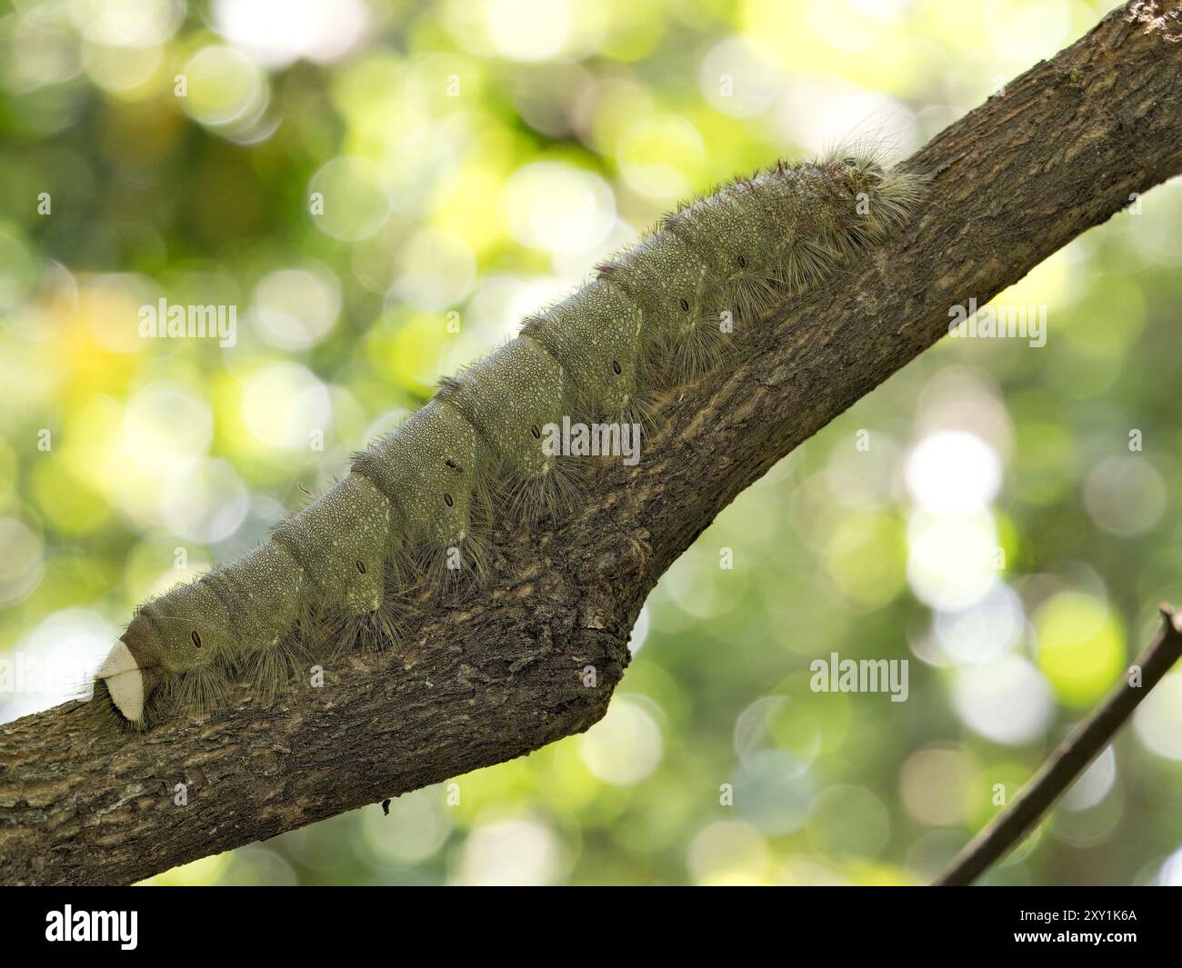 Moth Caterpillar camouflaged on branch, Mityana Forest, Uganda Stock ...